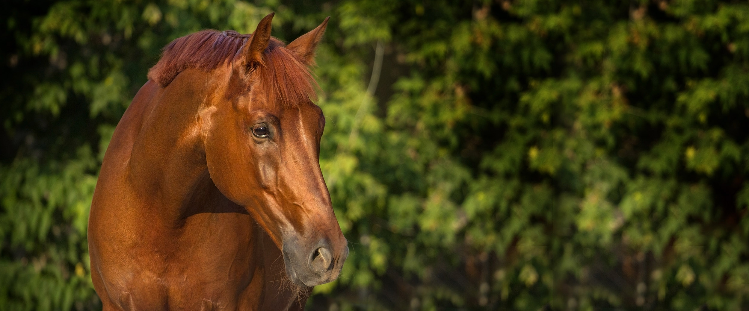 Home - Multicube Hay & Cube