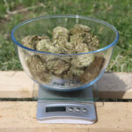 Introducing and feeding Hay Cubes - Multicube Hay & Cube
