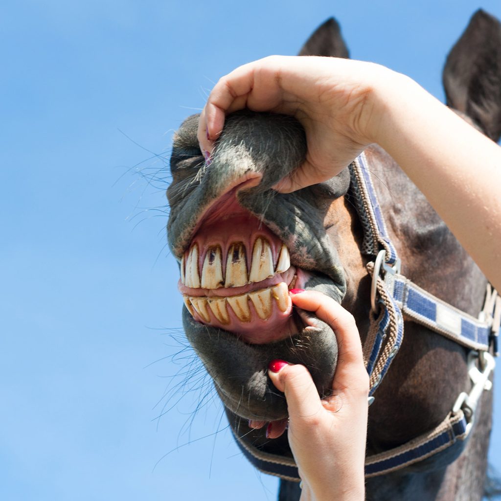 Improving horse dental health with diet - Multicube Hay & Cube