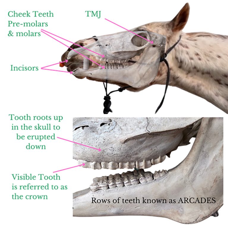 Improving horse dental health with diet - Multicube Hay & Cube