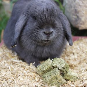 What should I feed my rabbits? - Multicube Hay & Cube